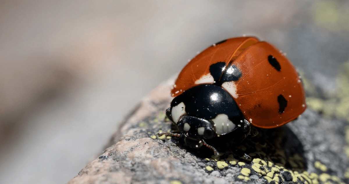 Intro to Programming - StudyPlan.dev