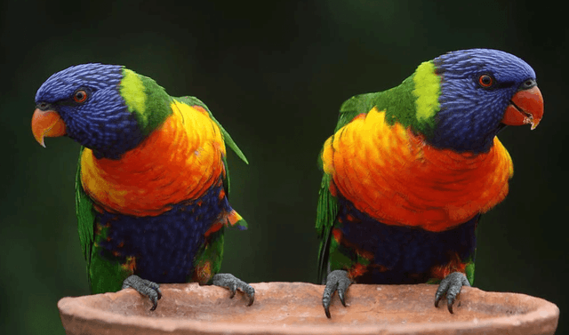 Free Online SDL2 Tutorials | StudyPlan.dev